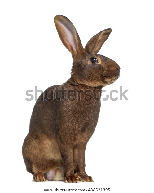 Side View Belgian Hare Isolated On Stock Photo 486521395 | Shutterstock