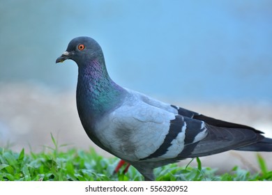 Side View Bird Stock Photo 556320952 | Shutterstock