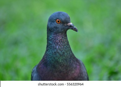 Side View Bird Stock Photo 556320964 | Shutterstock