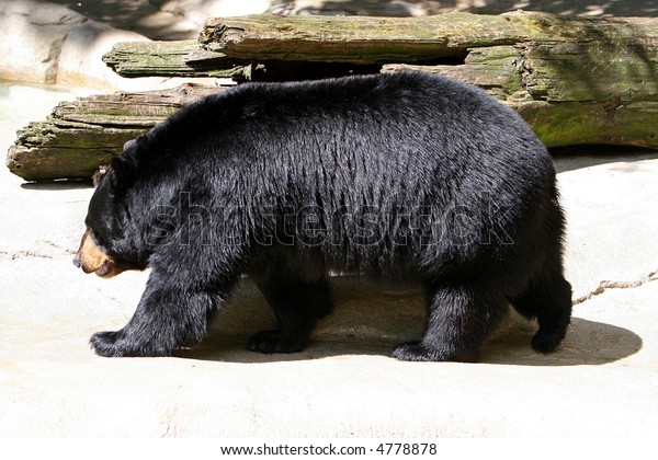 Side View Black Bear Stock Photo 4778878 | Shutterstock