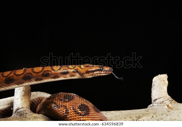 Side View Boa Constrictor Stock Photo 634596839 | Shutterstock