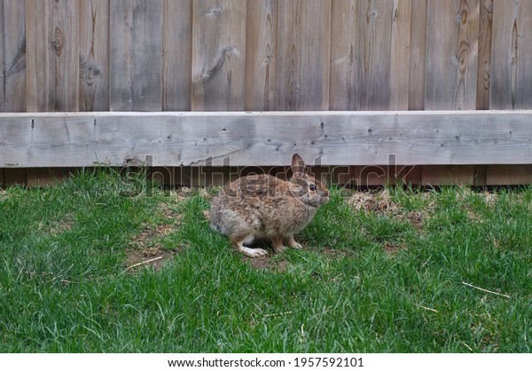 Side View Brown Rabbit Backyard Stock Photo 1957592101 | Shutterstock