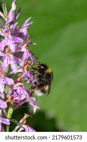 Side View Bufftailed Bumblebee Worker Bombus Stock Photo 2179601573 ...