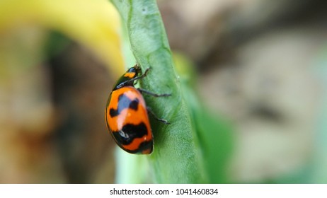 Side View Bug Stock Photo 1041460834 | Shutterstock