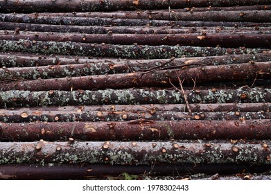 8,119 Peeling logs Images, Stock Photos & Vectors | Shutterstock