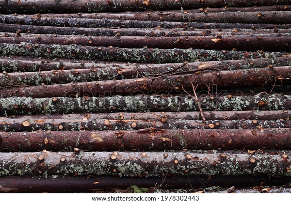 Side View Bunch Peeled Pine Logs Stock Photo 1978302443 | Shutterstock
