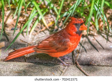 Side View Cardinal Stock Photo 702411571 | Shutterstock