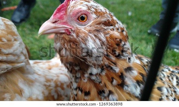 Side View Chickens Face Stock Photo (Edit Now) 1269363898