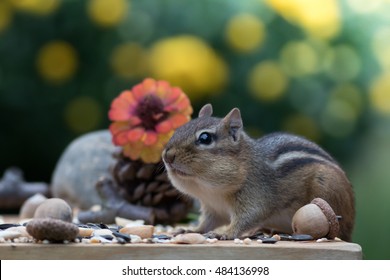 Cute Adorable Eastern Chipmunk Looks Cheeks Stock Photo 482635831 ...