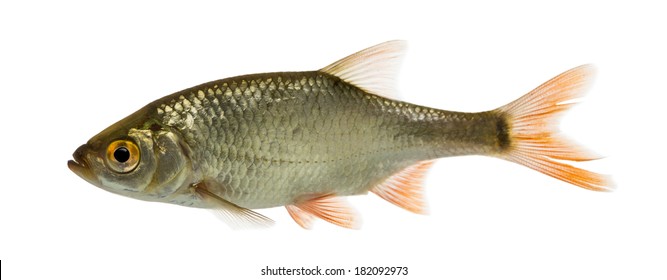930 Rutilus rutilus Images, Stock Photos & Vectors | Shutterstock