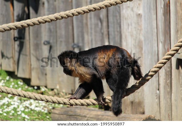 Side View Cute Monkey Crawling On Stock Photo 1995950897 | Shutterstock