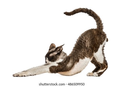 Side View Devon Rex Cat Stretching Stock Photo (Edit Now) 486509950