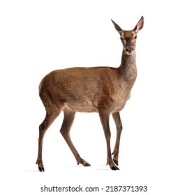 Side View Doe Looking Camera Female Stock Photo 2187371393 | Shutterstock