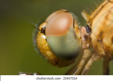 Side View Dragonfly Stock Photo 25457314 | Shutterstock