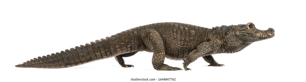 1 448 рез. по запросу «Crocodile side view» — изображения, стоковые ...