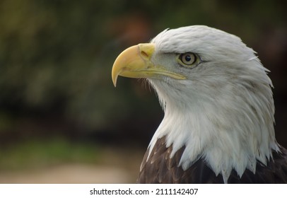 3,154 Eagle side view Images, Stock Photos & Vectors | Shutterstock