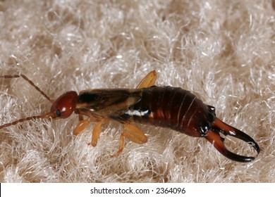 Side View Earwig Stock Photo 2364096 | Shutterstock