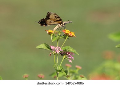 Side View Eastern Tiger Swallowtail Butterfly Stock Photo 1495294886 ...