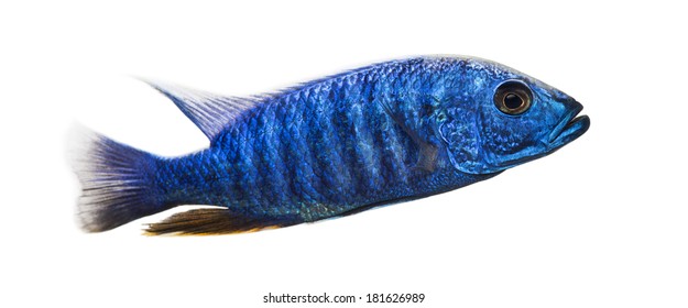 3,550 Electric blue fish Images, Stock Photos & Vectors | Shutterstock