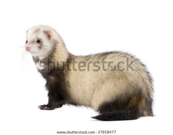 Side View Ferret Standing Front White Stock Photo 37858477 | Shutterstock