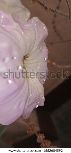 Side View Flower Stock Photo 1552684592 | Shutterstock