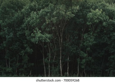 Side View Forest Texture Stock Photo 700059268 | Shutterstock