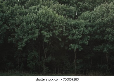 Side View Forest Texture Stock Photo 700059283 | Shutterstock