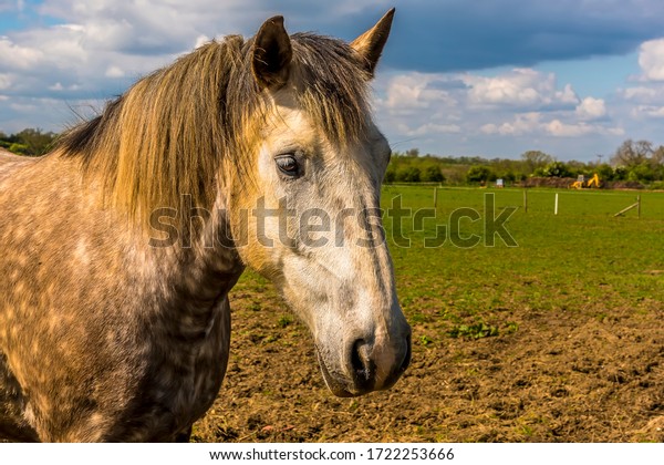 Side View Friendly Dappled Brown Horse Stock Photo 1722253666 ...