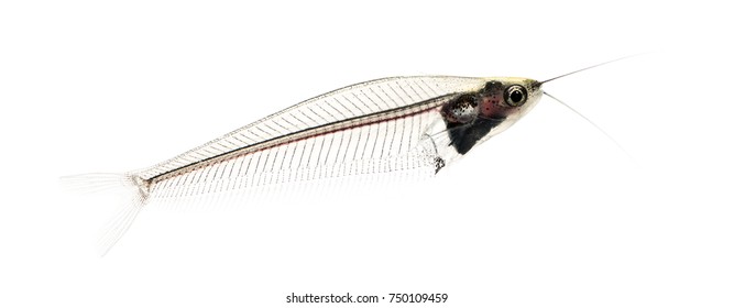 Side View Ghost Catfish Kryptopterus Minor Stock Photo 750109459 ...