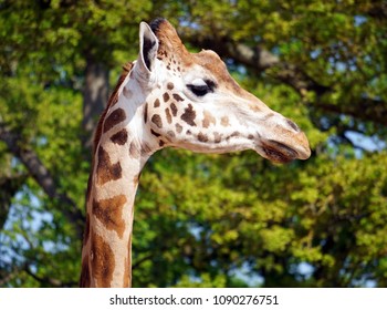 Side View Giraffe Stock Photo (Edit Now) 1090276751