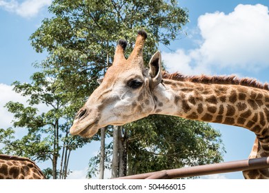 Side View Giraffe Stock Photo 504466015 | Shutterstock