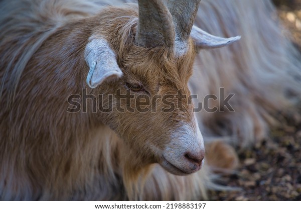Side View Goat Stock Photo 2198883197 | Shutterstock