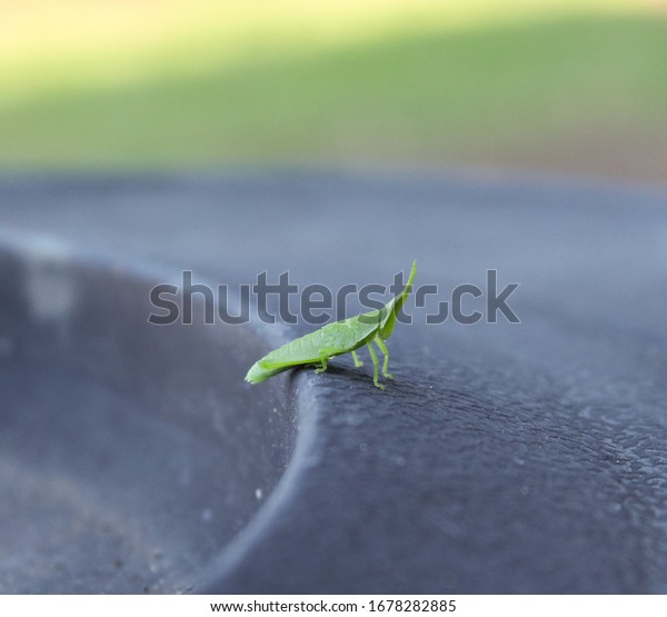 Side View Grass Pyrgomorph Atractomorpha Similis Stock Photo 1678282885 ...