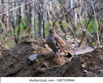 83 Sun Dappled Bird Images, Stock Photos & Vectors | Shutterstock