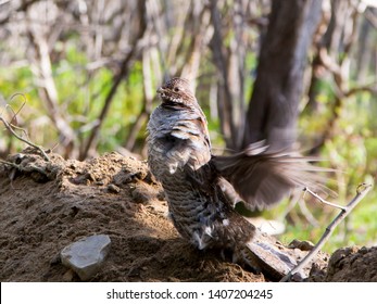 48 Grouse beating Images, Stock Photos & Vectors | Shutterstock