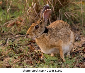 Side View Hare Watching Stock Photo 2195561309 | Shutterstock