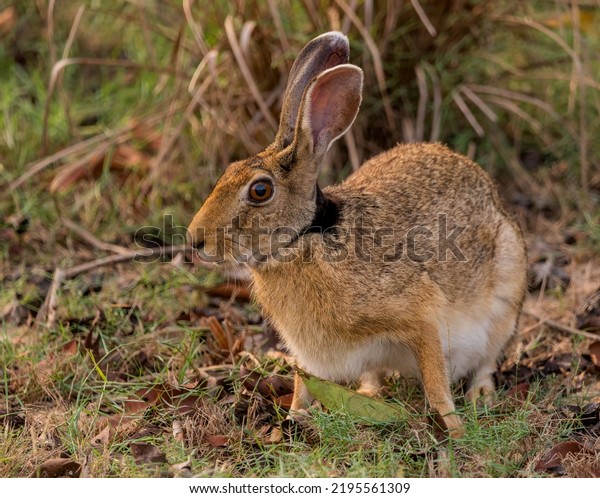 Side View Hare Watching Stock Photo 2195561309 | Shutterstock