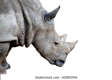 226,351 Animal Side View Images, Stock Photos & Vectors | Shutterstock