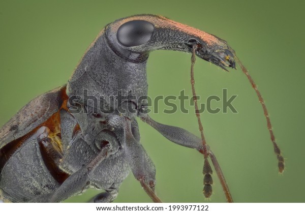 Side View Head Weevil Stock Photo 1993977122 | Shutterstock