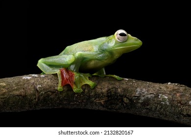 2,685 Frog side view Images, Stock Photos & Vectors | Shutterstock