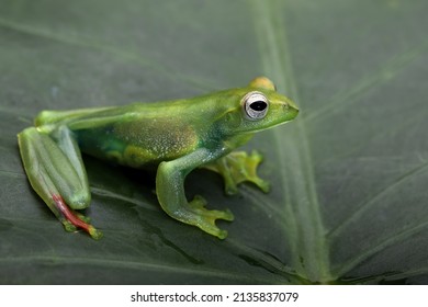 2,685 Frog side view Images, Stock Photos & Vectors | Shutterstock