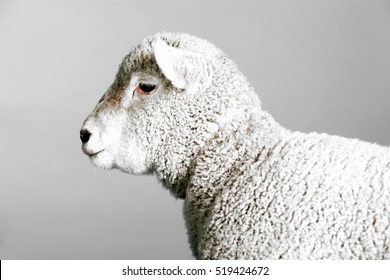 Side View Lamb Stock Photo 519424672 | Shutterstock