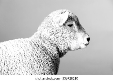 Side View Lamb Stock Photo 536728210 | Shutterstock