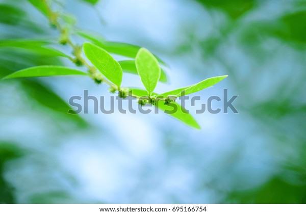 Side view of Leaf Vein - Stock Image - Everypixel