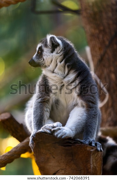 Side View Lemur Stock Photo 742068391 | Shutterstock