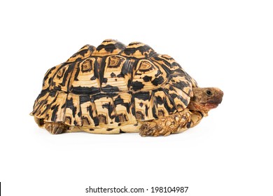 Side View Leopard Tortoise Isolated On Stock Photo 198104987 | Shutterstock