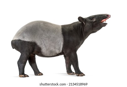 Side View Malayan Tapir Using Snout Stock Photo (Edit Now) 2134518969