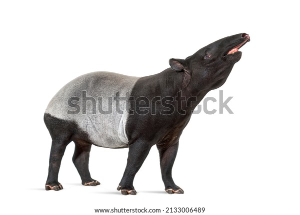 Side View Malayan Tapir Using Snout Stock Photo 2133006489 | Shutterstock
