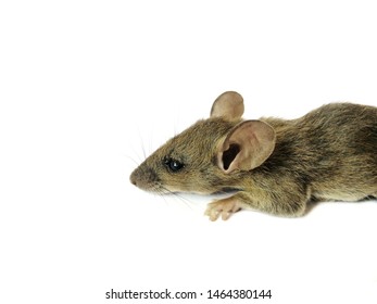 Side View Mouse Isolated Stock Photo 1464380144 | Shutterstock