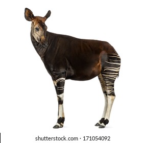 Side View Okapi Looking Back Okapia Stock Photo 171054971 | Shutterstock